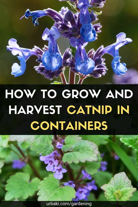 How To Grow And Harvest Catnip In Containers