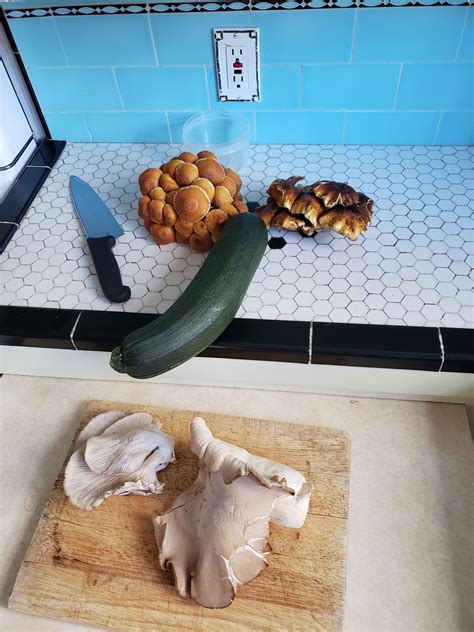 602 Best Blue Oyster Images On Pholder Mushroom Growers Mycology And