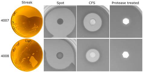 Streptococcus Salivarius Morphology