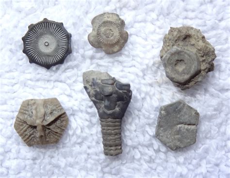 Texas Cretaceous Echinoderm Plate Floating Crinoid ID Help Fossil ID The Fossil Forum