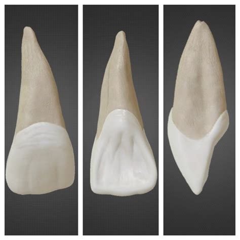 124 Morphology Tooth Identification Flashcards Quizlet