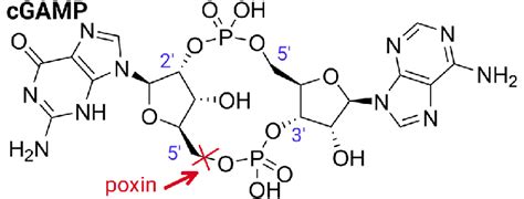 Chemical Structure Of Cgamp The 2 3 And 5 Position Of The Ribose Download Scientific