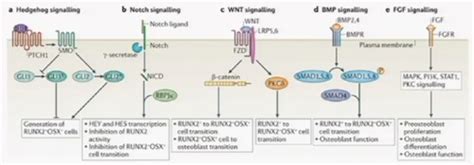 Biology Signaling Pathways That Control Gene Expression Part Flashcards Quizlet