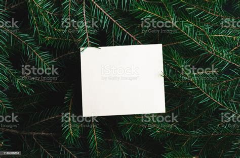 녹색 소나무 전나무 나뭇 가지는 배경을 닫습니다 식물 질감 겨울 휴가 수엽 장식입니다 크리스마스 트리 나뭇 가지 프레임 배경입니다 상록 엽엽수 우드 랜드 식물 숲 식물 0