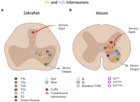 Frontiers Spinal Cords Symphonies Of Interneurons Across 57 Off