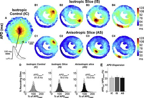 Novel Micropatterned Cardiac Cell Cultures With Realistic Ventricular