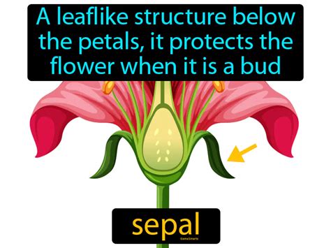 Sepal Definition And Image Radience