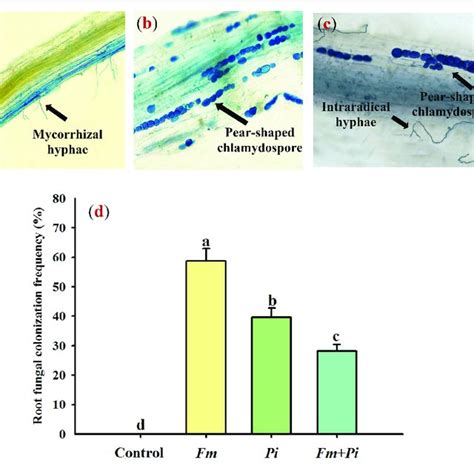 Root Fungal Colonization Of Polygonum Cuspidatum Sieb Et Zucc By