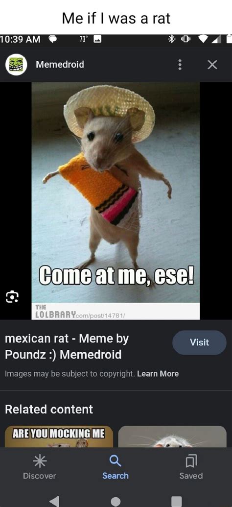 Me If I Was A Rat Memedroid X Mexican Rat Meme By Visit Poundz