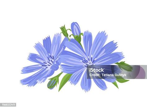 흰색 배경에 고립 된 치커리 꽃의 꽃다발 푸른 야생화의 벡터 그림입니다 만화 간단한 플랫 스타일의 약용 식물 치커리에 대한 스톡 벡터 아트 및 기타 이미지 Istock