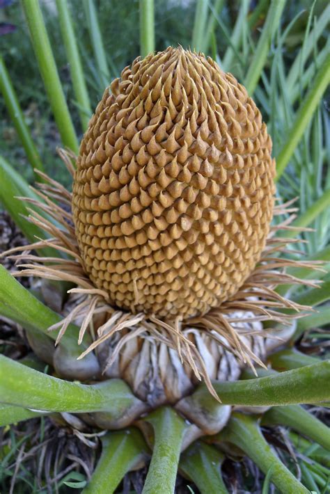 Male Macrozamia Spiralis 15 Jerry Coleby Williams