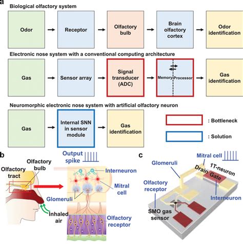 Biological Olfactory System And Proposed Neuromorphic E‐nose System Download Scientific Diagram