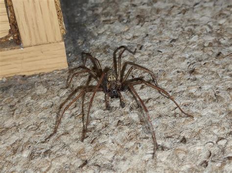 Giant House Spider In Unsurprisingly Our House Nothing More To Add