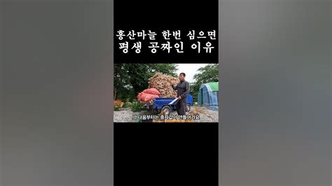 홍산마늘 한번심으면 평생 돈안들어가는 이유 Youtube