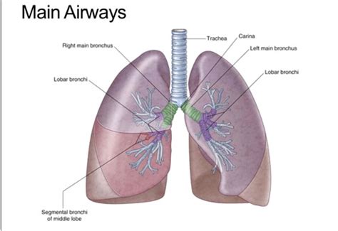 Physio Respiratory Mechanics Flashcards Quizlet