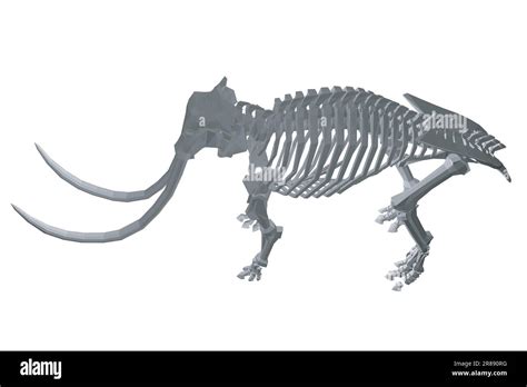 Vector Illustration Of Polygonal Mammoth Skeleton On Isolated White Background Vector Vector Illustration Of Polygonal Mammoth Skeleton On Isolated White Background Vector