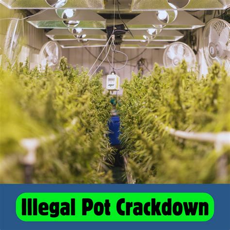 Organized Crime Task Force Takes Down Illegal Cannabis Operation