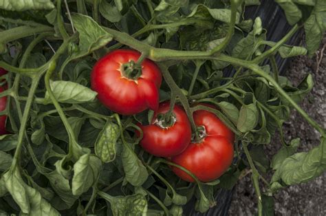 ბოსტნეული და ბაღჩეული კულტურების კვლევის სამსახური