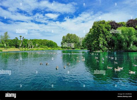 A Beautiful Sight Of Ducks Swimming On A Mirror Lake Surrounded By