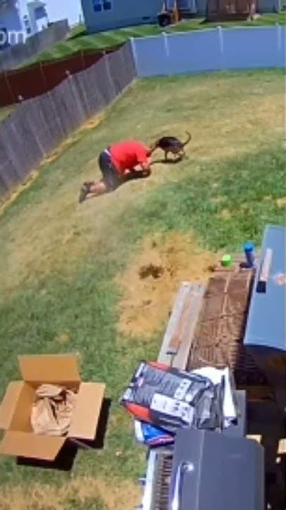 Dad Vs The Wasps Youtube