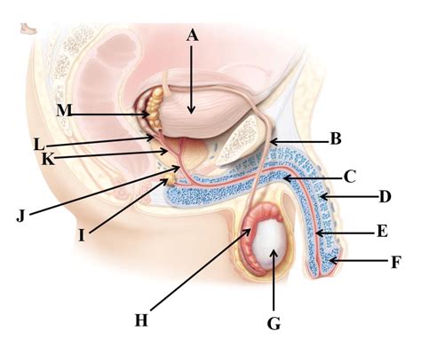 Male Sexual Systems Copulation Terms Diagram Quizlet