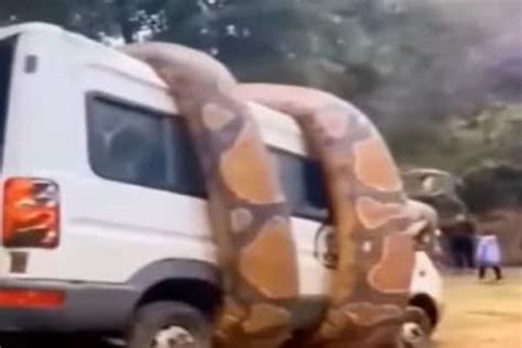 Video Of Python Wrapped Around Ambulance Goes Viral Internet Calls It