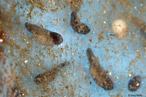 Tadpoles