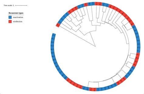 Clustering Tree Of 37 Pairs Of Recurrent Tuberculosis Isolates The