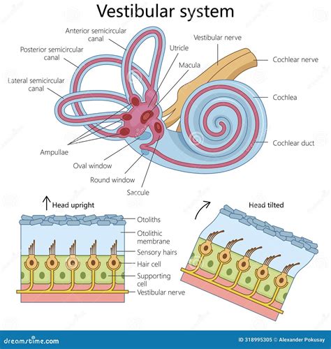 Diagram Of The Human Vestibular System Vector Stock Vector