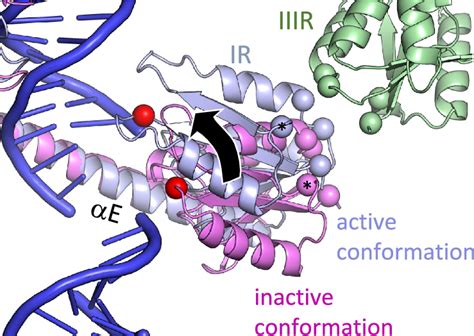 The Dual Constraints Of The Dna Path And The R Interface May Aid