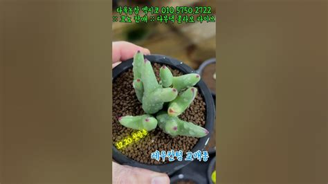 코노피튬 라이브 판매 1220 오후 코노피튬 다육식물 Youtube