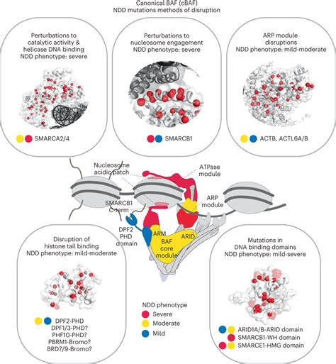 of widely disrupted mswi snf complex hubs in ndds ndd associated