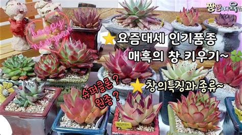 다육이 매혹의 창 키우기⭐창의특징과 종류 🌺 요즘대세 인기품종👌 Youtube