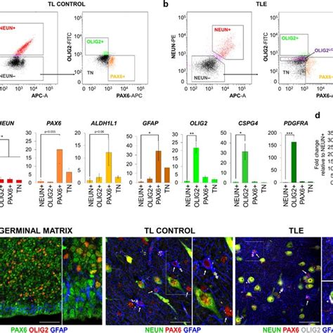 Simultaneous Isolation Of Astrocyte Neuronal And Opc Enriched Nuclei Download Scientific