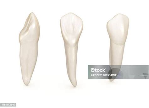 치과 해부학 상악 중앙 절개 치아 의학적으로 정확한 치과 3d 일러스트레이션 구강에 대한 스톡 사진 및 기타 이미지 구강 둥근 돌출부 디지털 생성 이미지 Istock