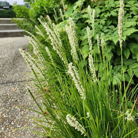 Sesleria Autumnalis White Flower Farm