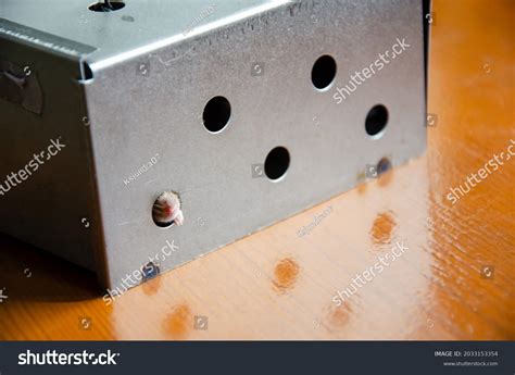 Mouse Stuck Images Stock Photos Vectors Shutterstock