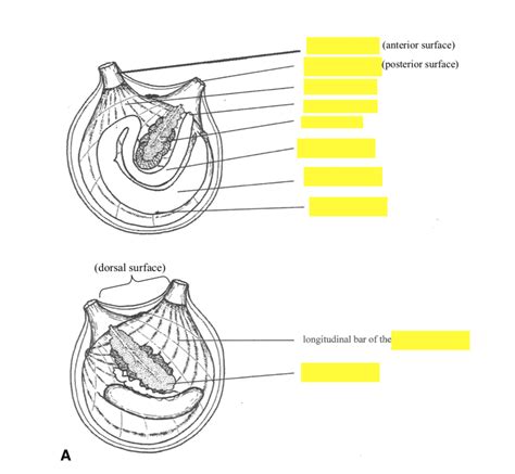 Tunicate Diagrams Diagram Quizlet