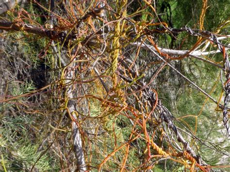 Cassytha Racemosa Friends Of Queens Park Bushland