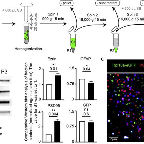 Optimized Translating Ribosome Affinity Purification Trap A Download Scientific Diagram