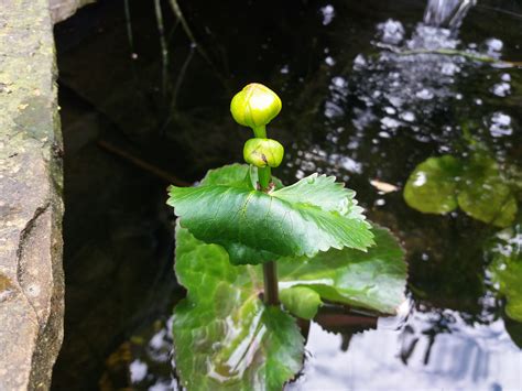 Cherry Lily And Honesty Kal S Gardening