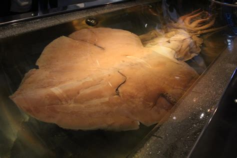 The Colossal Squid With A Cult Following Australian Geographic