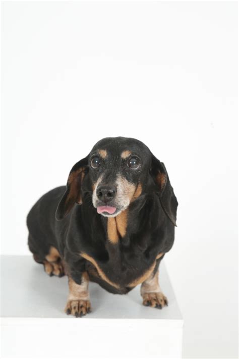 [옥정 화진스튜디오] 강아지 증명사진 맛집 깜장이랑 이미지사진 찍었음♡ ♡ 네이버 블로그