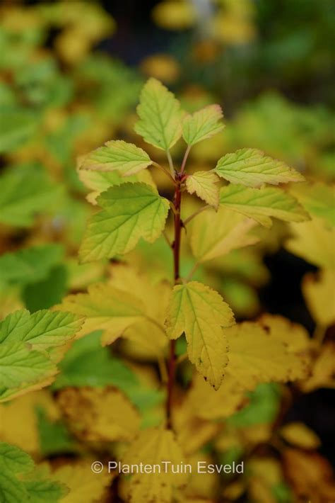 Physocarpus Opulifolius ‘raspberry Lemonade Esveld Shop