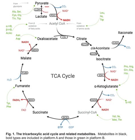 Tricarboxylic Acid Cycle Tca Metabolites Bevital As