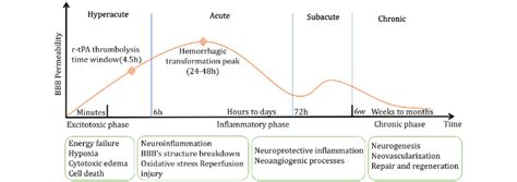 General Pathophysiological Phases And Its Main Pathophysiological