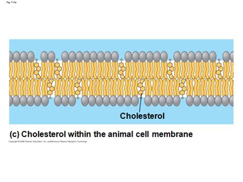Chapter Membrane And Structure Function Flashcards Quizlet