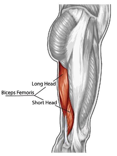 Biceps Femoris Anatomy