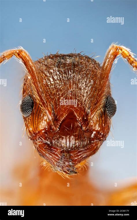 Ant Under Microscope