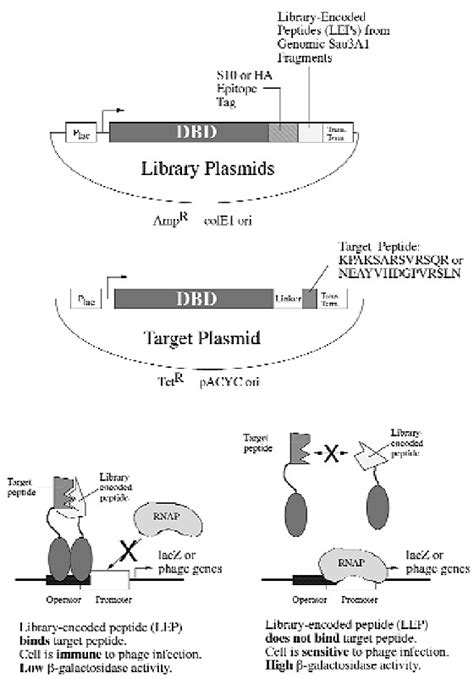 A Schematic Diagram Of The Plasmids Employed In This Study B Download Scientific Diagram